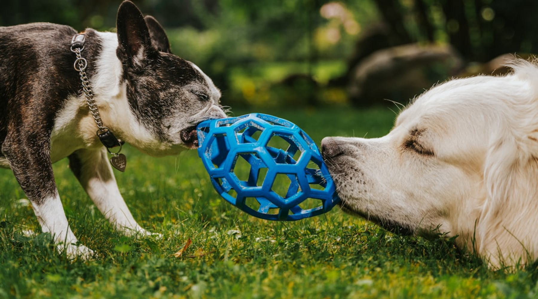 Collagen Dosage for Dogs: Why Your Supplement Might Not Be Working ...